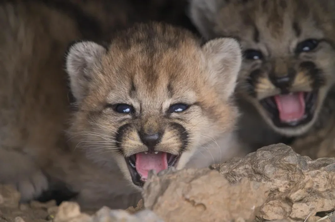 Nacieron cuatro cachorros de puma en Parque Patagonia — OPI Santa Cruz